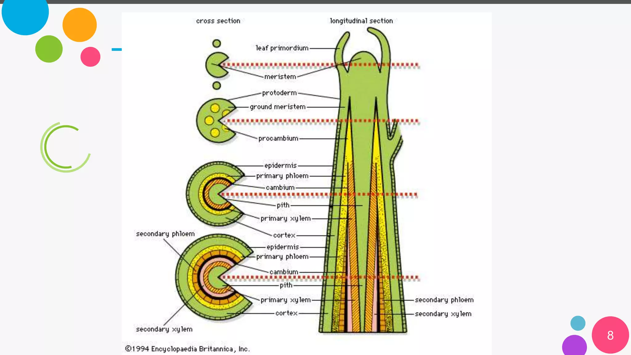 jaringan meristem dan permanen.pptx