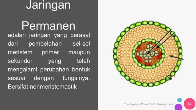 jaringan meristem dan permanen.pptx