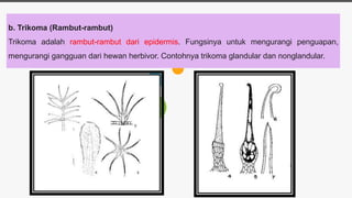 jaringan meristem dan permanen.pptx
