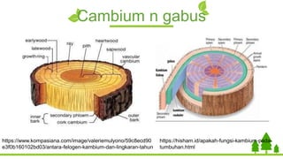 Jaringan Meristem (Revisi) Kelompok 4.pdf