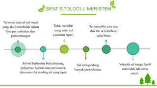 Jaringan Meristem (Revisi) Kelompok 4.pdf