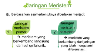 Jaringan Meristem (Revisi) Kelompok 4.pdf