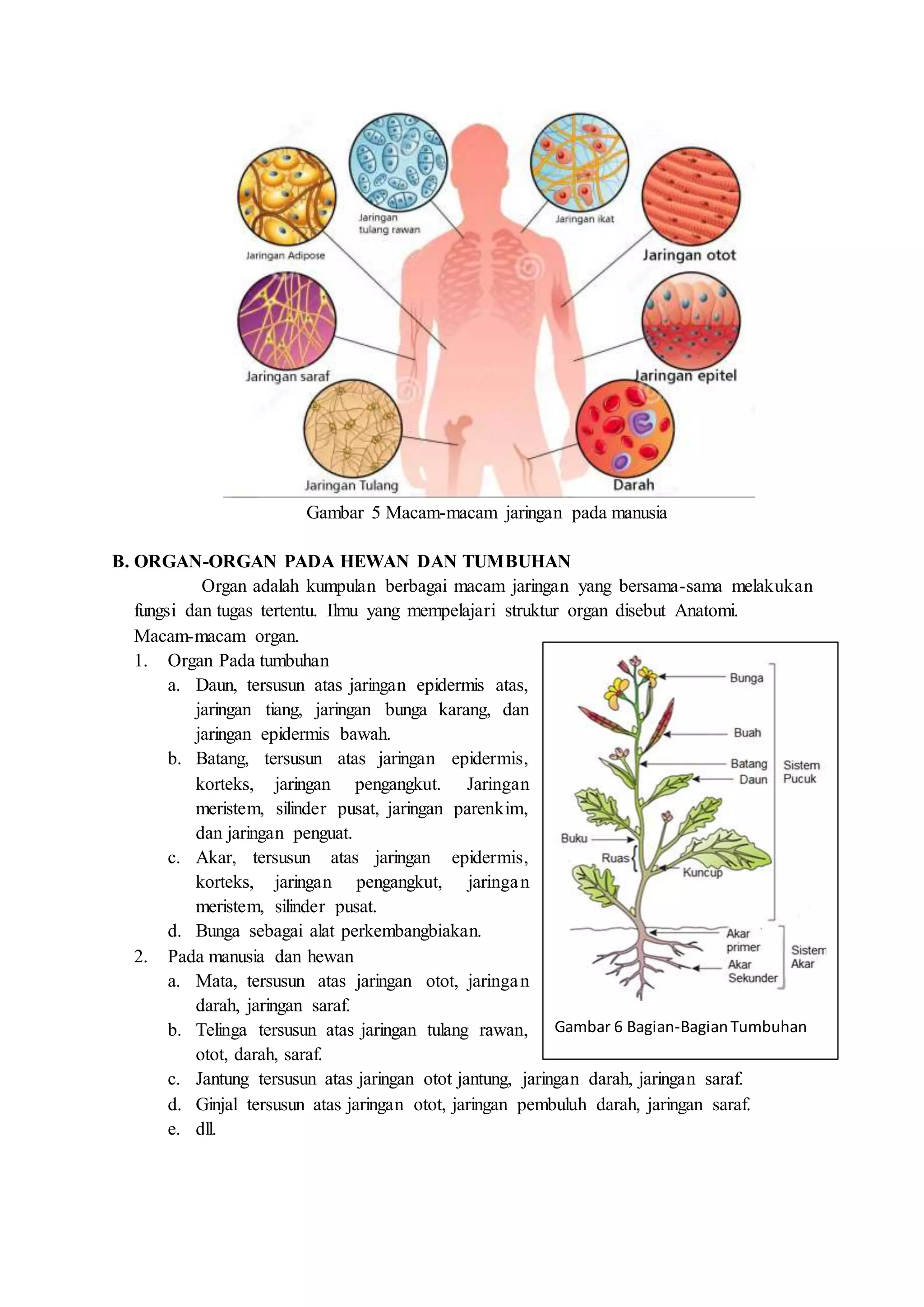 Jaringan organ | PDF