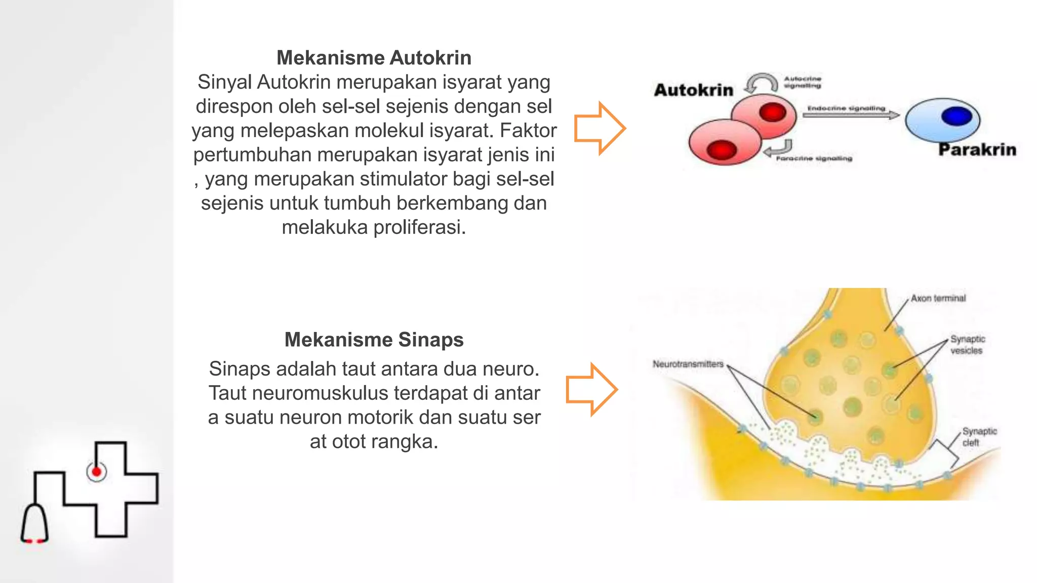 Jaringan, organ, dan sel | PPTX