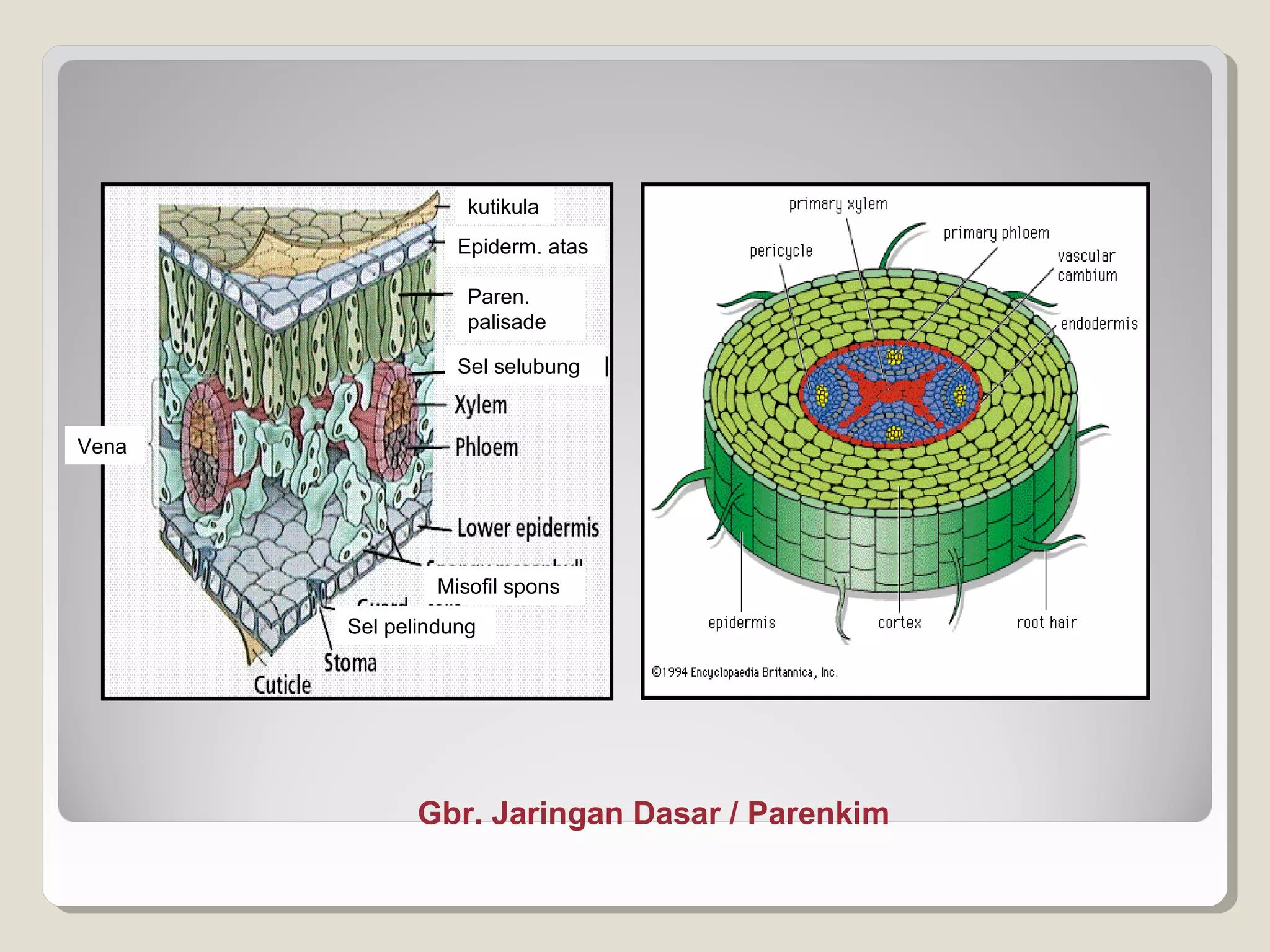 Jaringan Dan Organ Tumbuhan | PPT