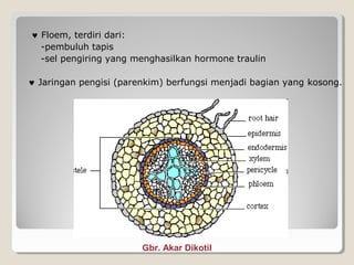 Jaringan Dan Organ Tumbuhan | PPT