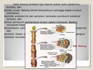 Jaringan Dan Organ Tumbuhan | PPT