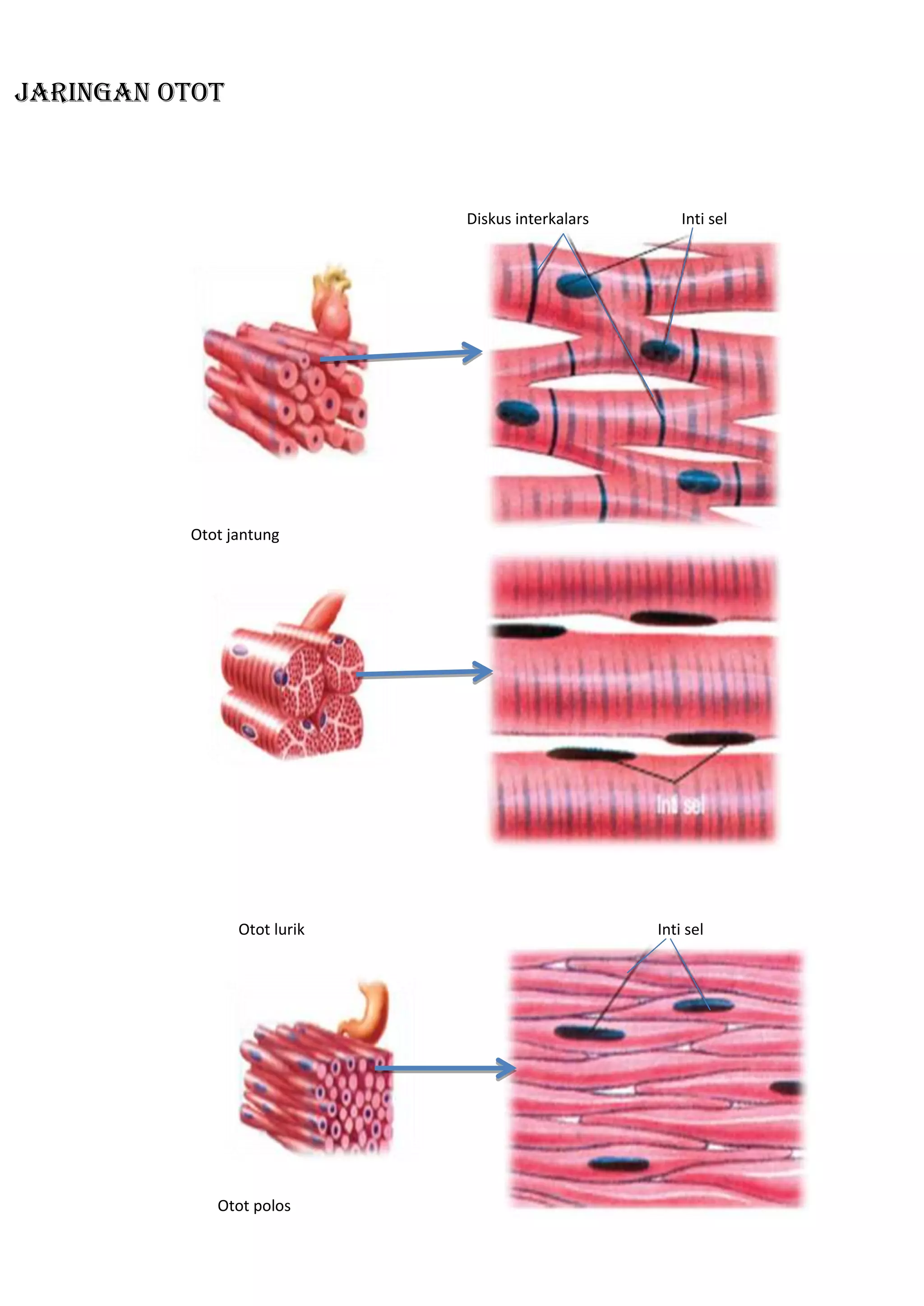 Jaringan otot | DOCX