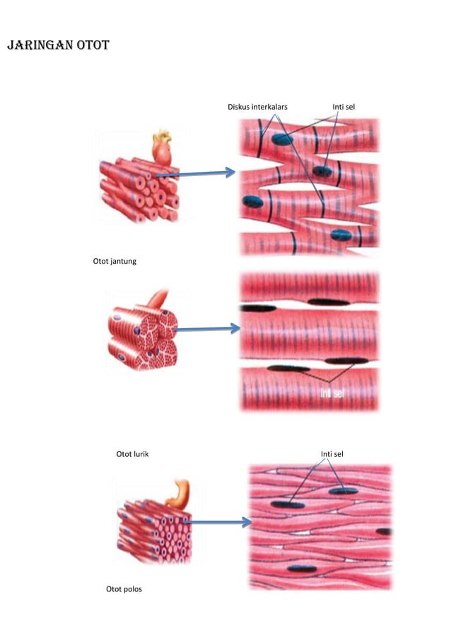 Jaringan otot | DOCX