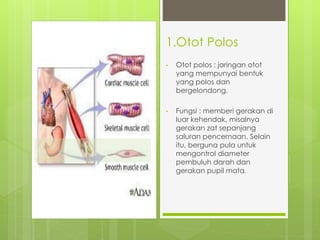 Jaringan otot | PPT