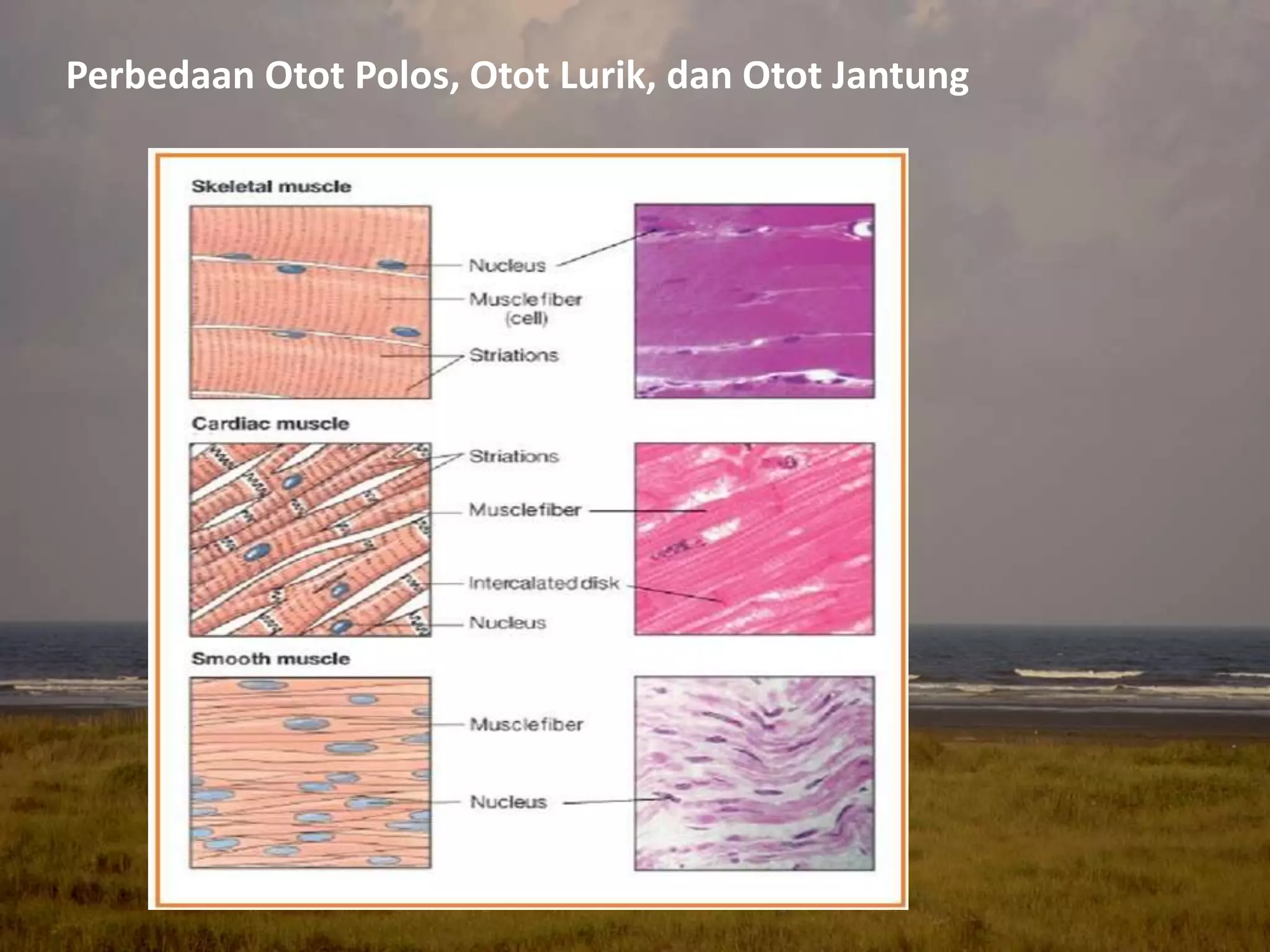 Jaringan Otot | PPTX