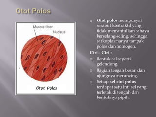 Jaringan Otot | PPTX