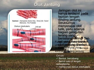 Jaringan Otot | PPTX