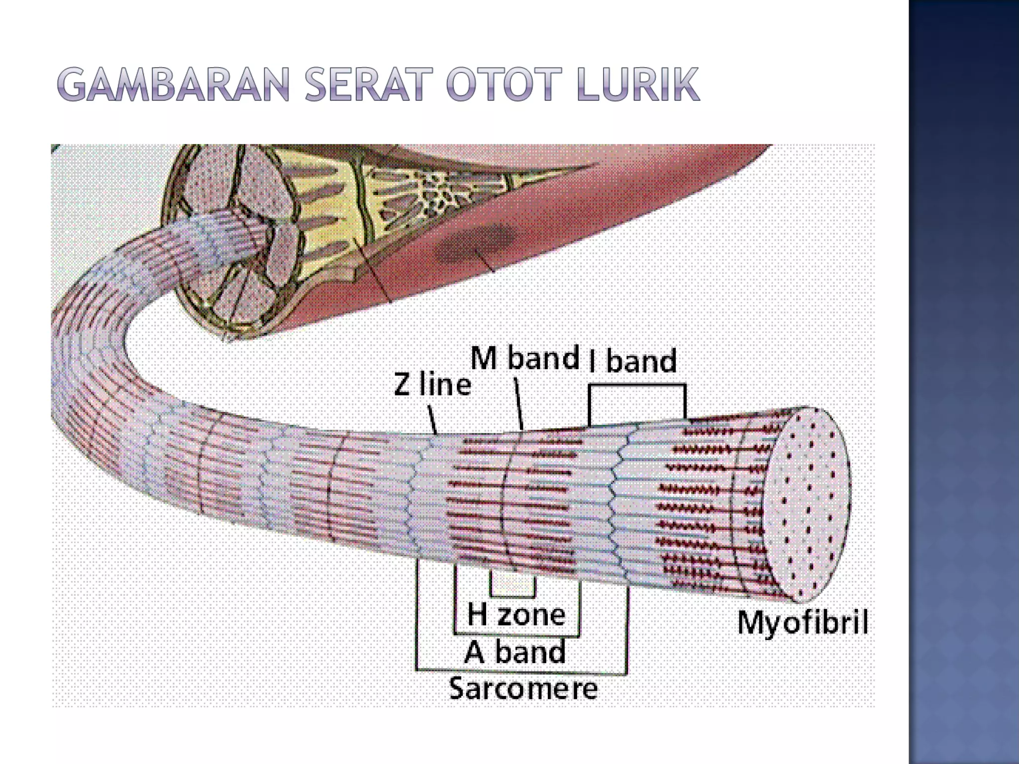 Histologi jaringan otot universitas Tanjungpura 2013 | PPT