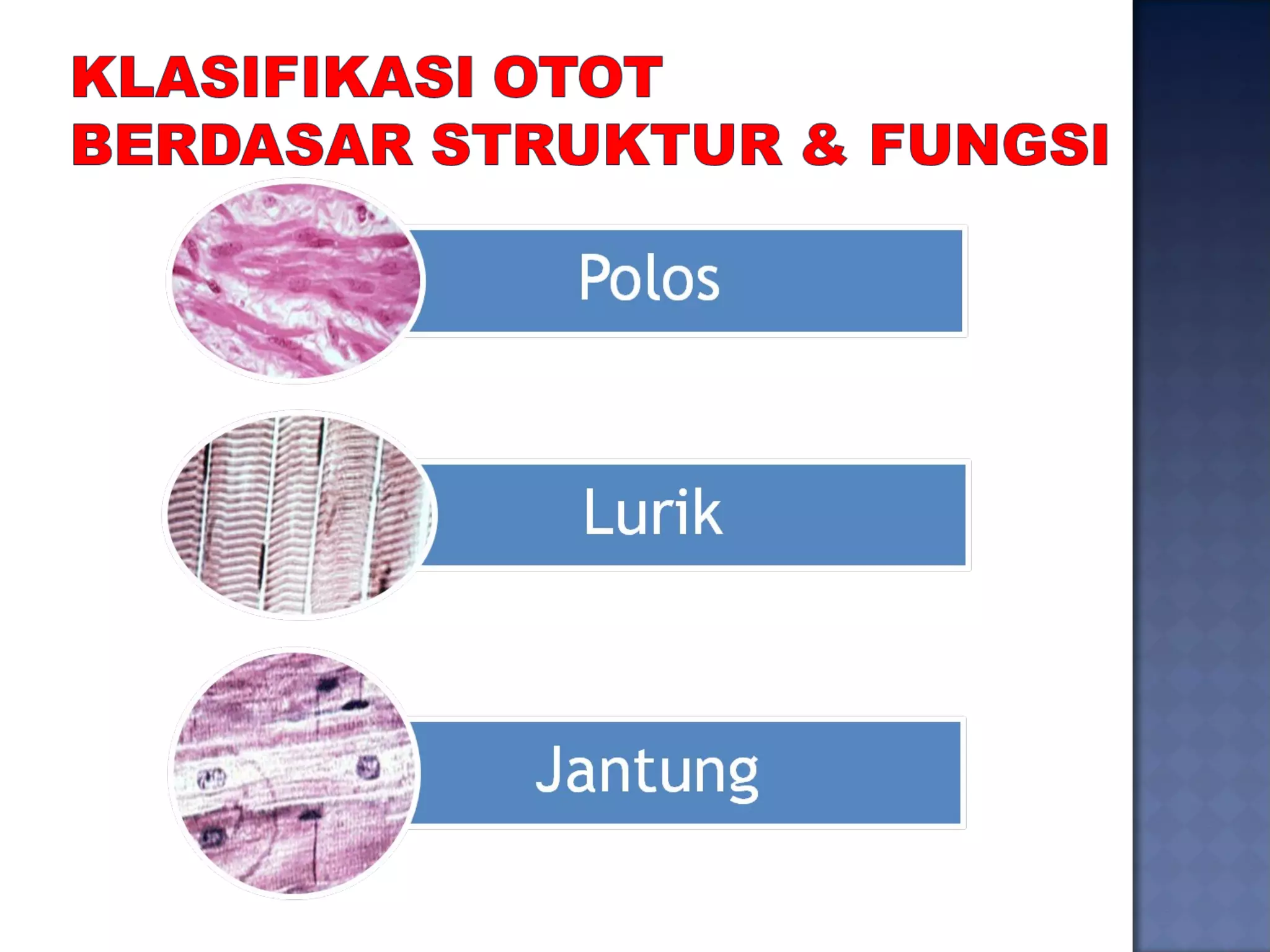 Histologi jaringan otot universitas Tanjungpura 2013 | PPT