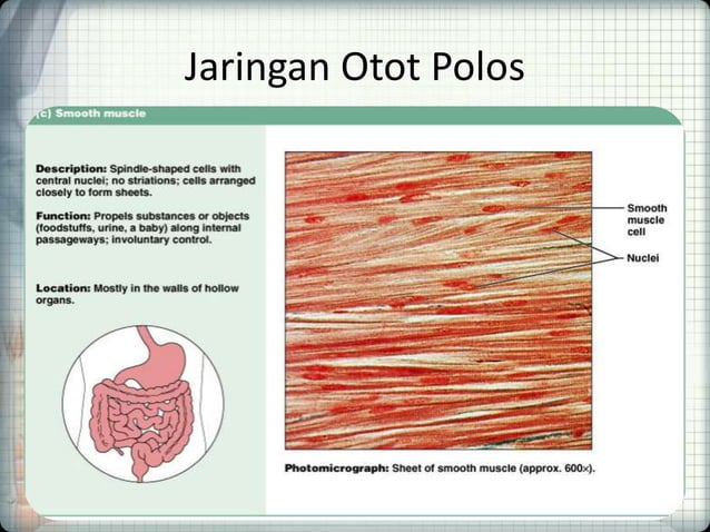 Jaringan Otot penyusun tubuh Vertebrata .ppt
