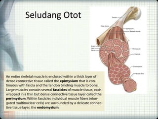 Jaringan Otot penyusun tubuh Vertebrata .ppt