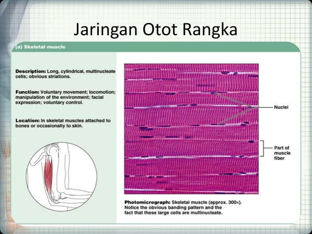 Jaringan Otot penyusun tubuh Vertebrata .ppt