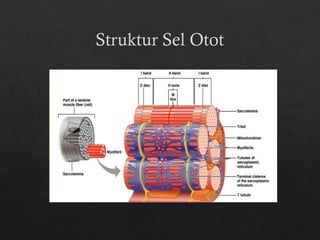 Jaringan Otot Hewan Departement Biologi UNAND | PPTX