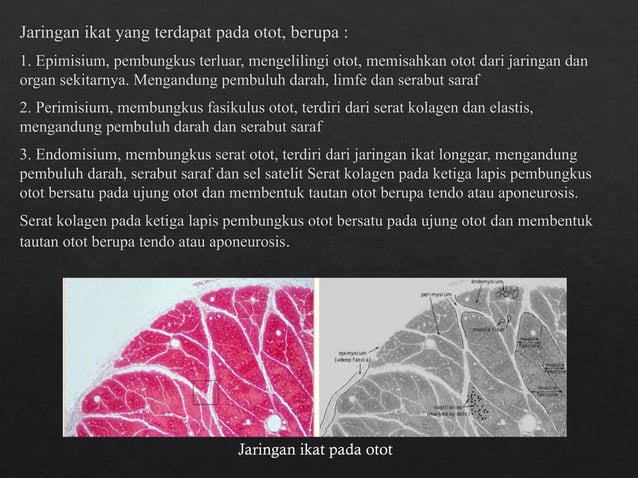 Jaringan Otot Hewan Departement Biologi UNAND | PPT