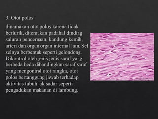 Jaringan Otot Hewan Departement Biologi UNAND | PPT