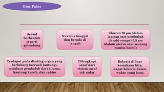 Jaringan Otot dan Jaringan Saraf MAteri Kelas XI SMA | PPTX