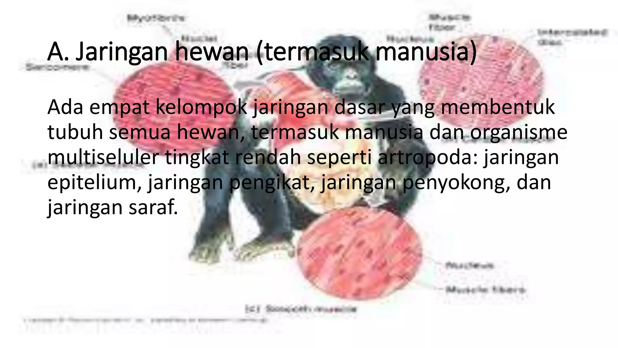 Jaringan pada hewan dan tumbuhan | PPTX