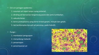 Jaringan pada tumbuhan | PPTX