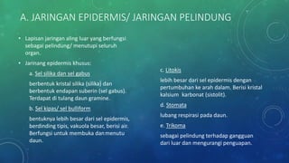 Jaringan pada tumbuhan | PPTX