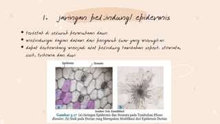 Jaringan pada Tumbuhan.pdf