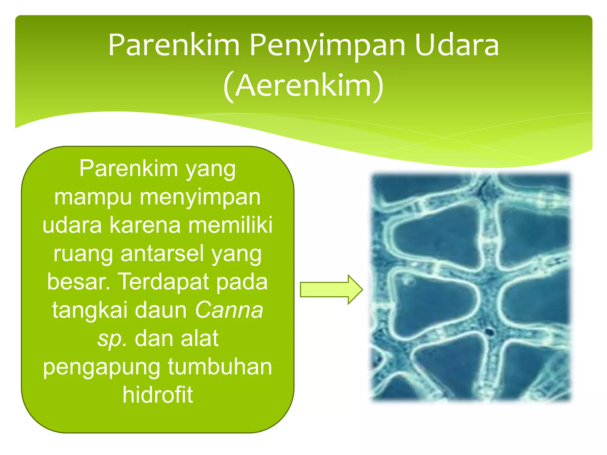 Jaringan parenkim | PPTX