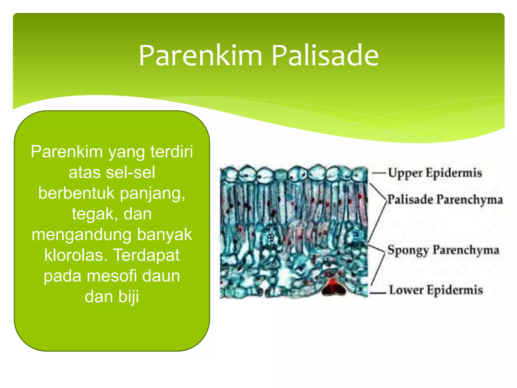 Jaringan parenkim | PPTX