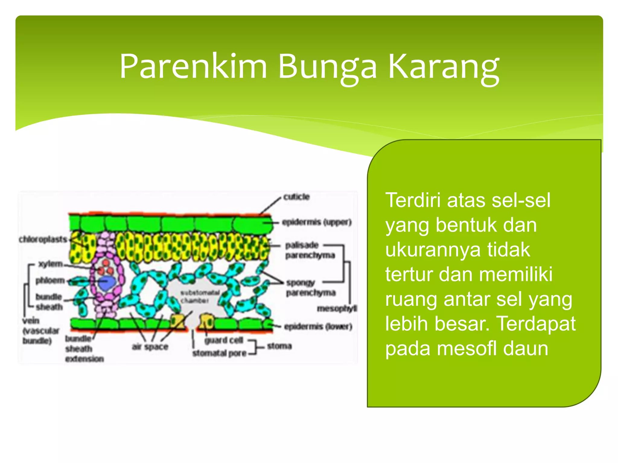 Jaringan parenkim | PPTX