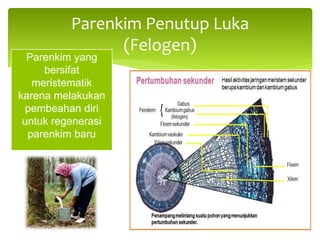 Jaringan parenkim | PPTX