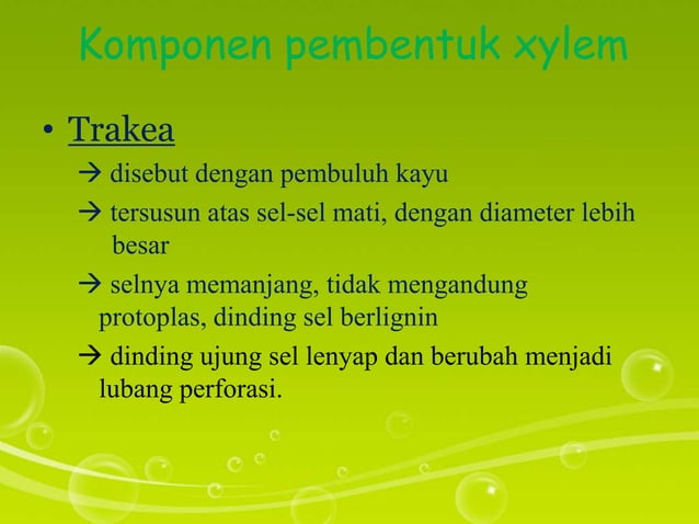 Jaringan pembuluh ( xylem ) | PPT