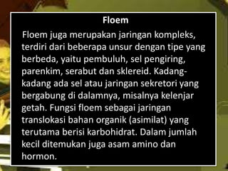 Jaringan pengangkut | PPTX