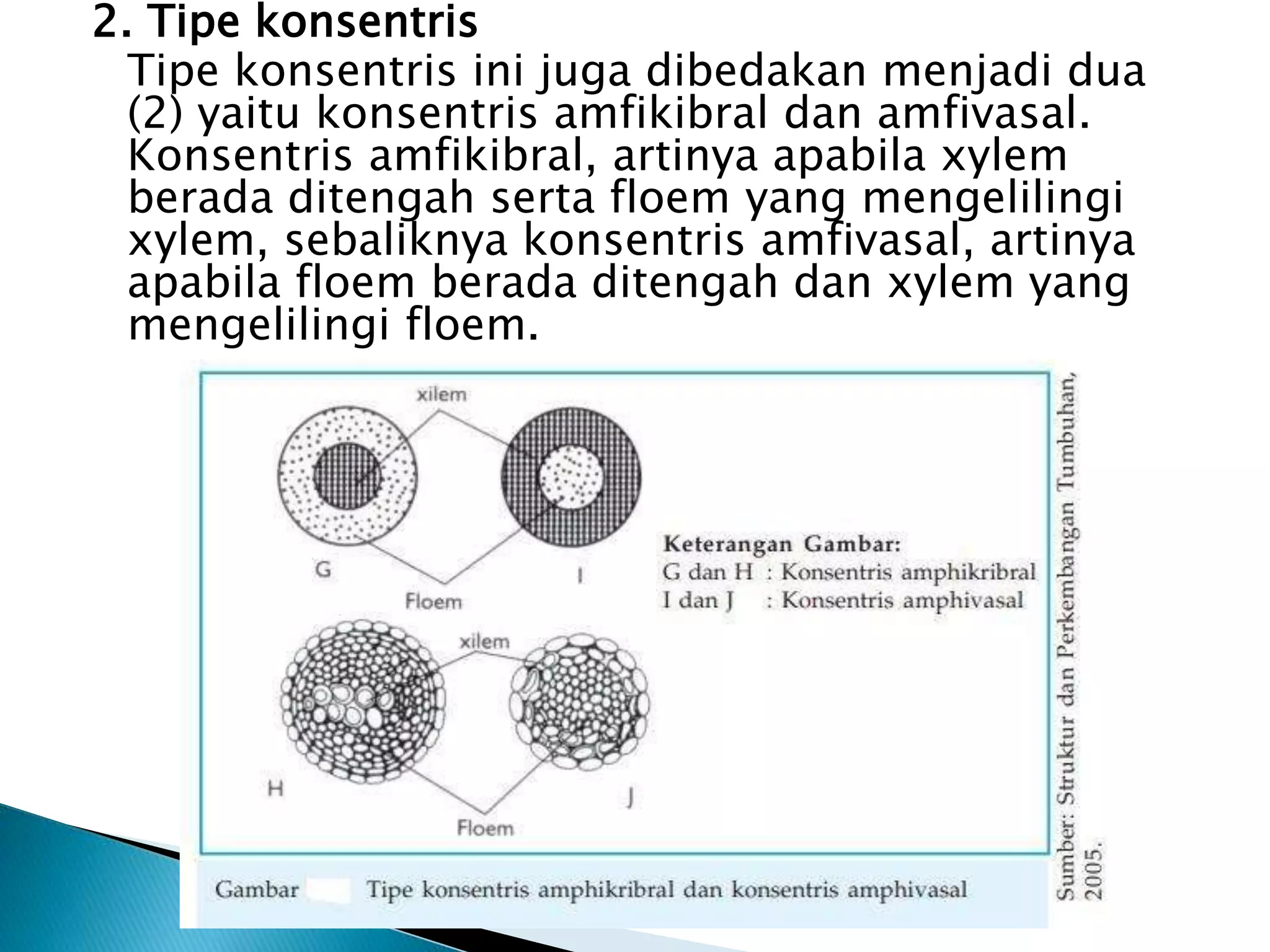 Jaringan pengangkut | PPTX