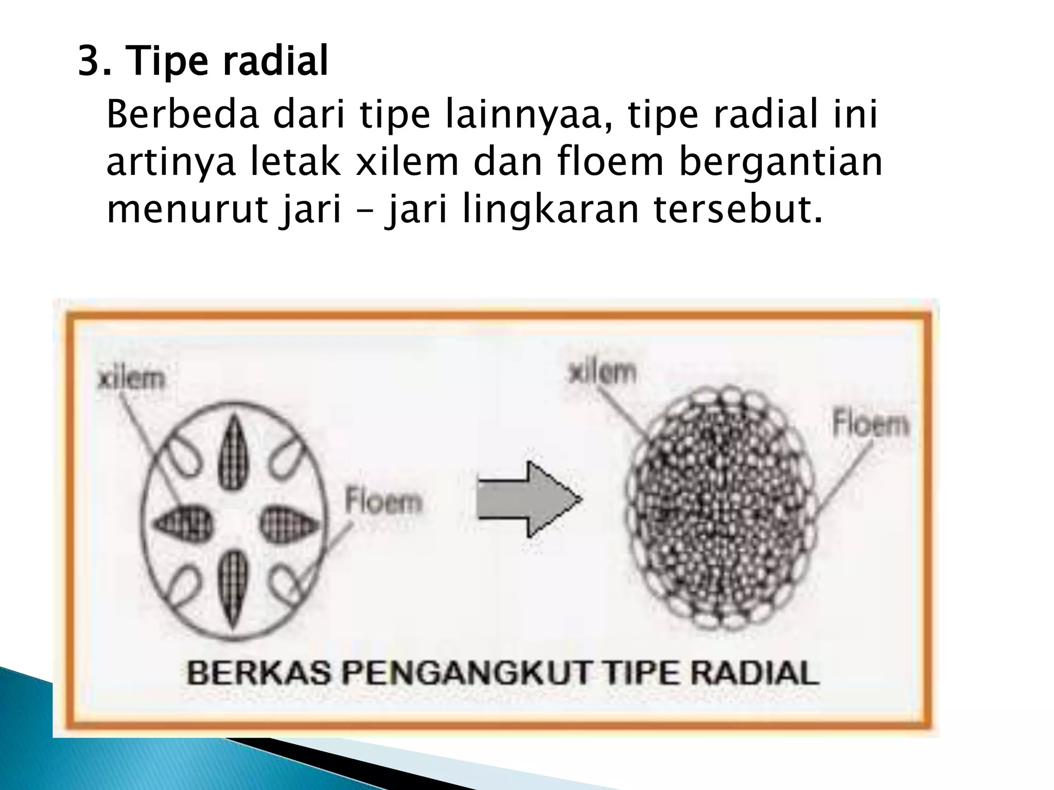 Jaringan pengangkut | PPTX