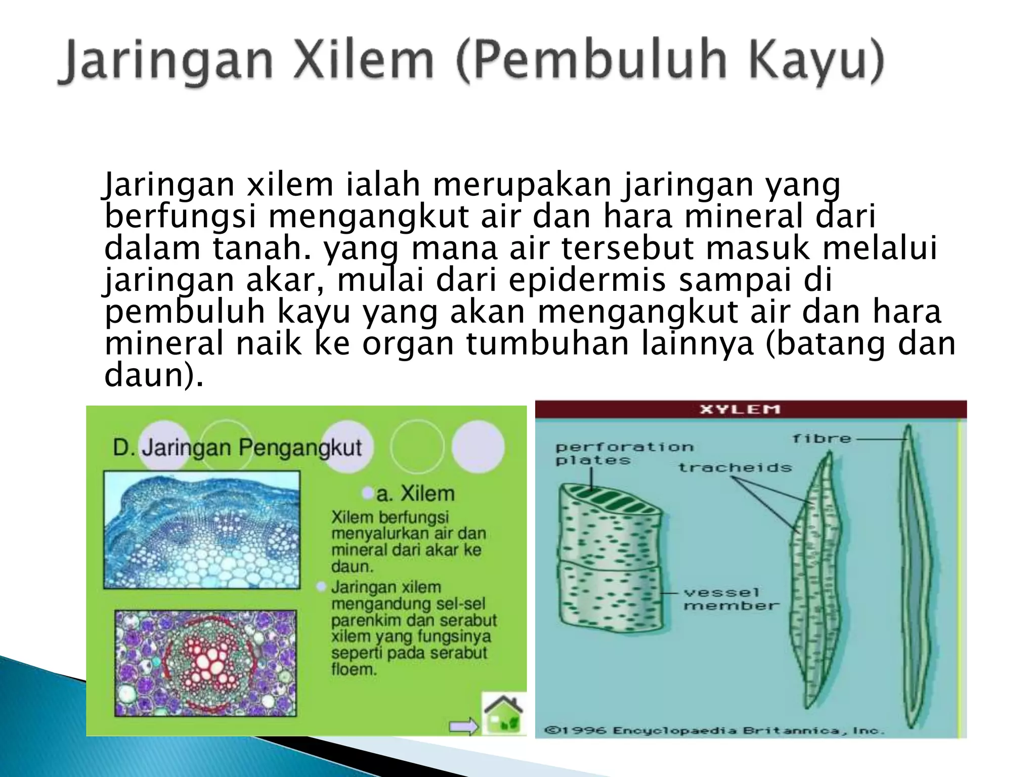 Jaringan pengangkut | PPTX