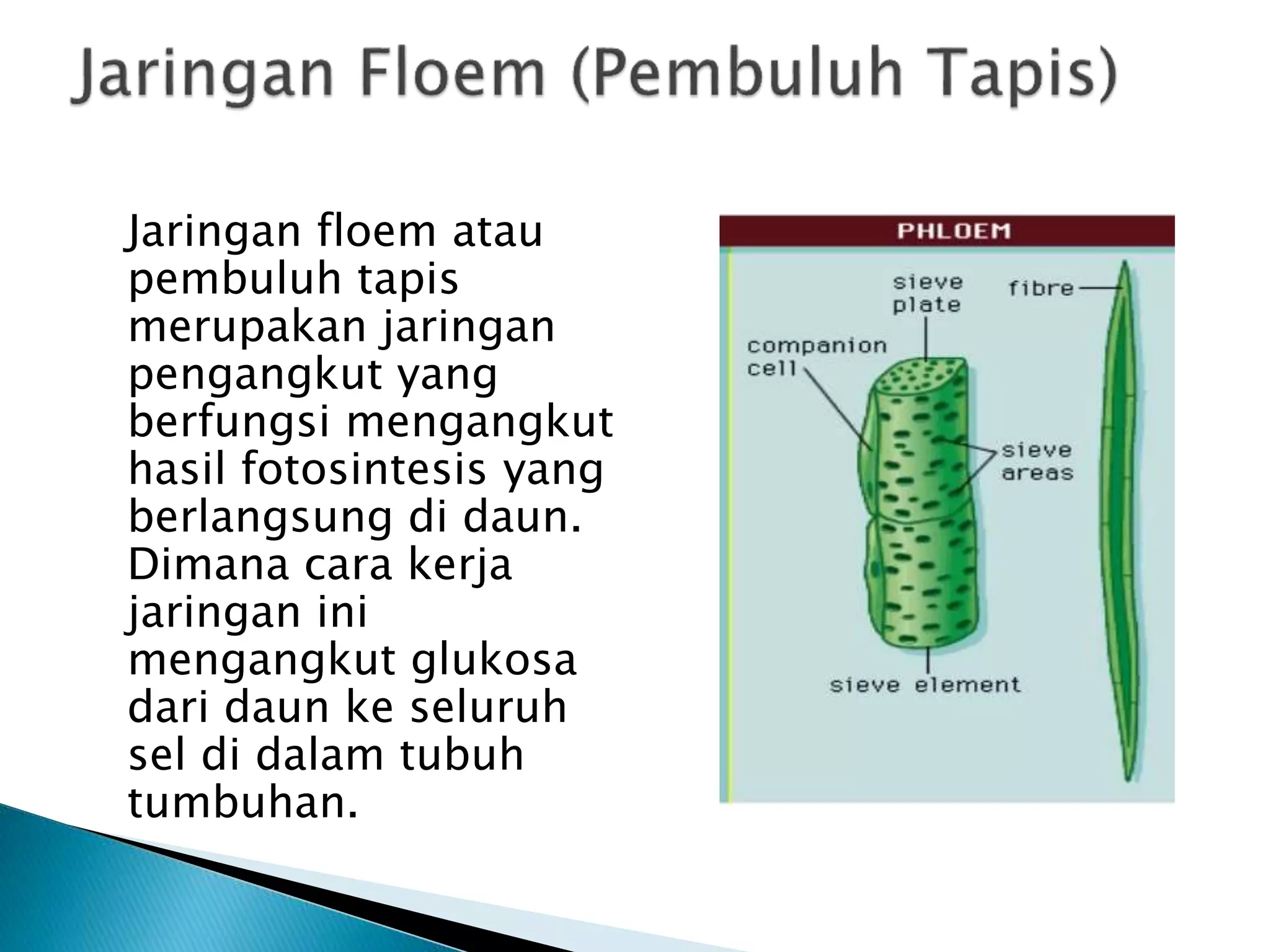 Jaringan pengangkut | PPTX