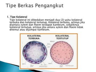 Jaringan pengangkut | PPTX