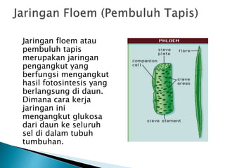 Jaringan pengangkut | PPTX