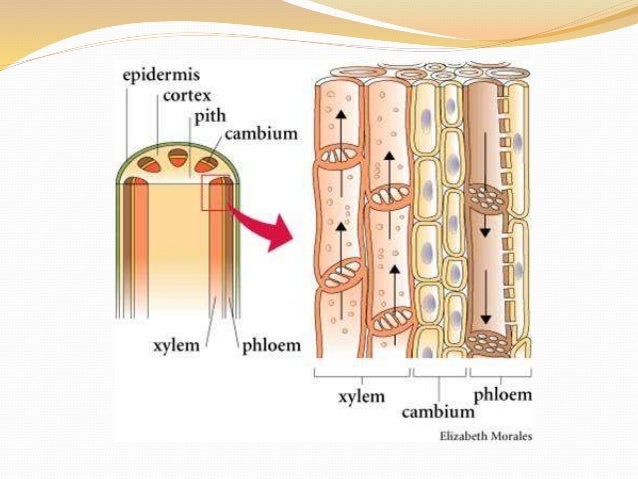 Jaringan Pengangkut Biologi