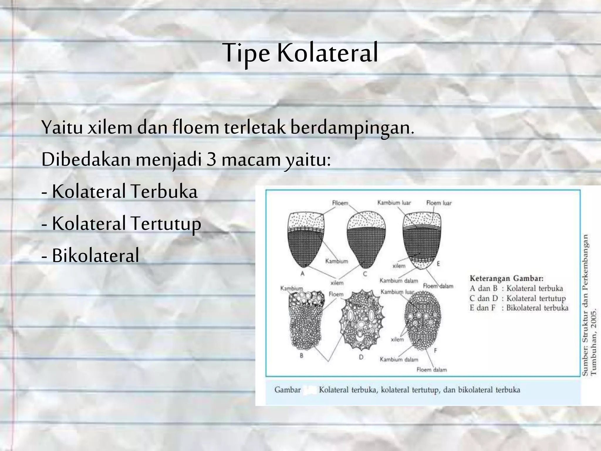 Presentasi Jaringan Pengangkut (Vaskuler) | PPTX