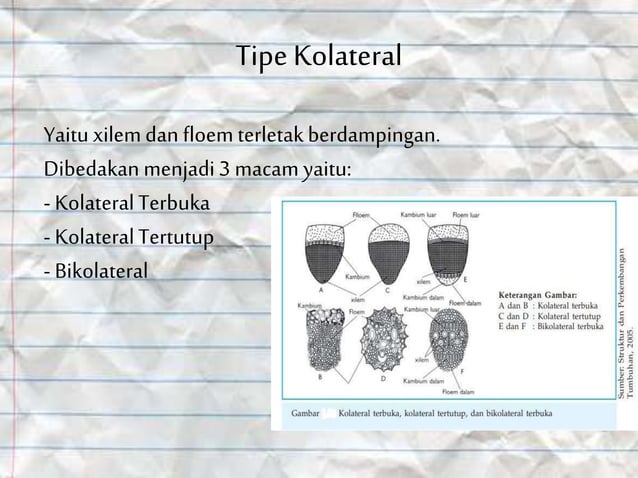 Presentasi Jaringan Pengangkut (Vaskuler) | PPT
