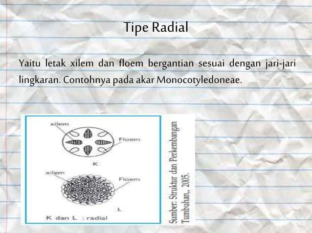 Presentasi Jaringan Pengangkut (Vaskuler) | PPT