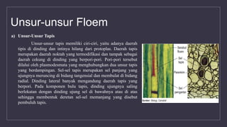 Jaringan Pengangkut Tumbuhan | PPTX