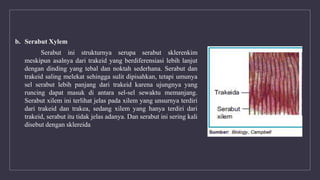 Jaringan Pengangkut Tumbuhan | PPTX