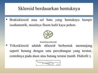 Jaringan Penyokong Pada Tumbuhan | PPTX