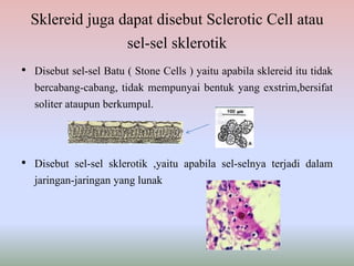 Jaringan Penyokong Pada Tumbuhan | PPTX